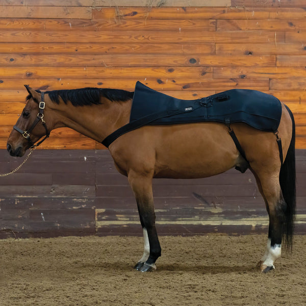 Massage and Laser Therapy for Horses | Schneiders Saddlery